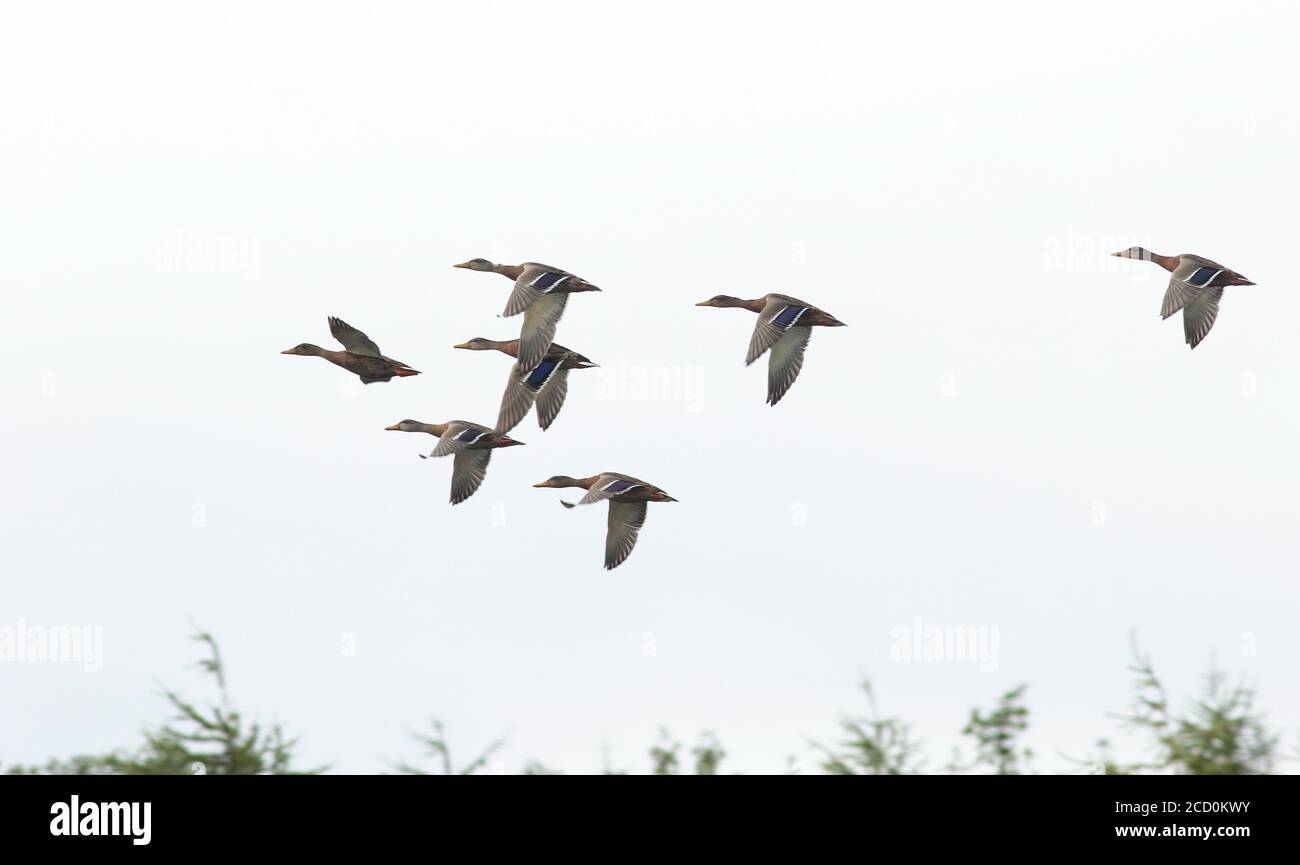 Canards colvert en vol Banque de photographies et d’images à haute ...