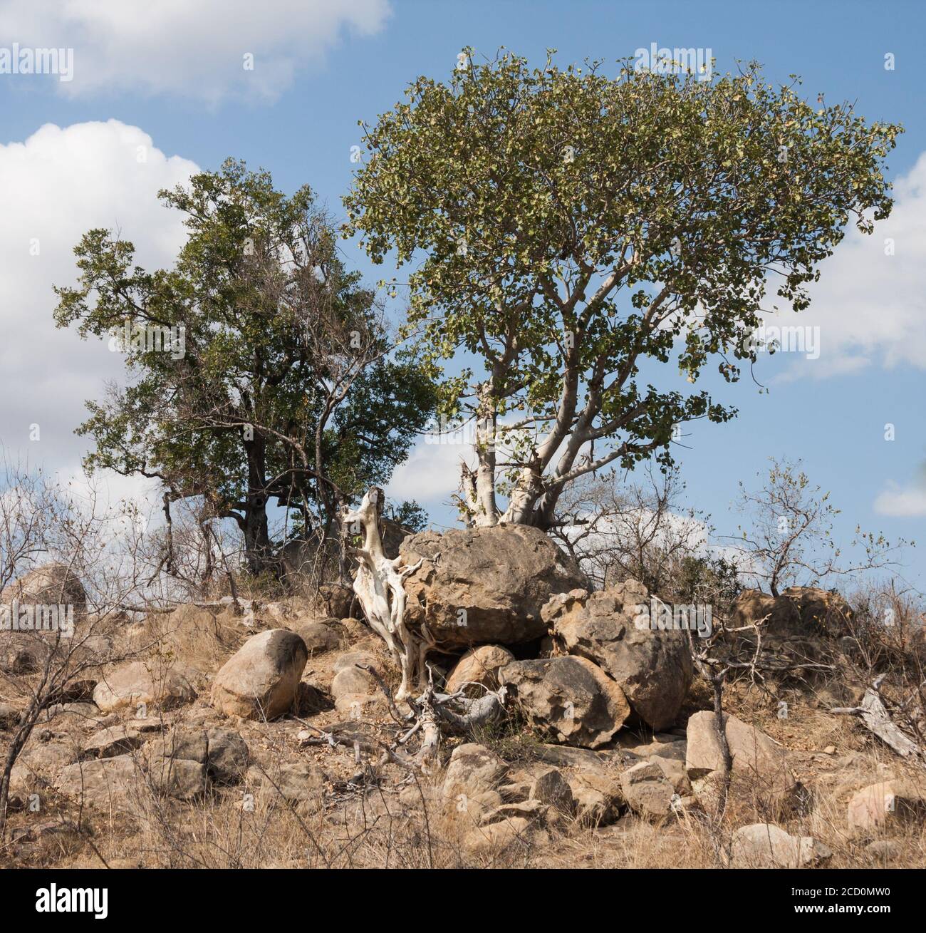 Figue africaine Banque de photographies et d’images à haute résolution ...