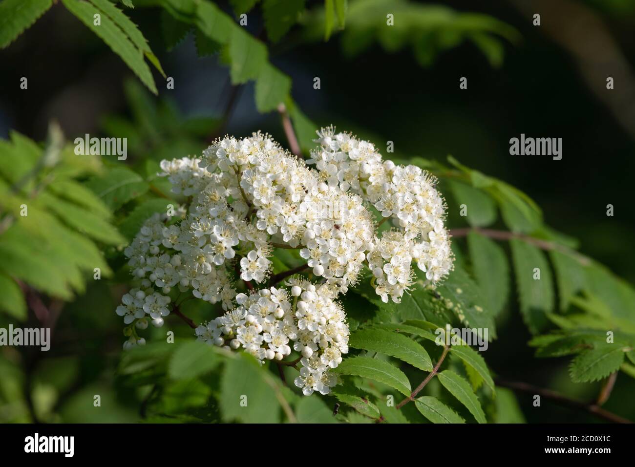 Sorbus aucuparia france Banque de photographies et d’images à haute ...