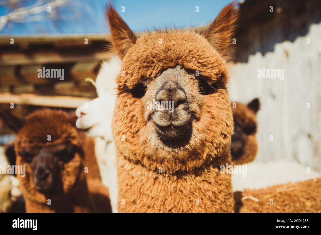 Alpaga Mignon Banque d'image et photos - Alamy