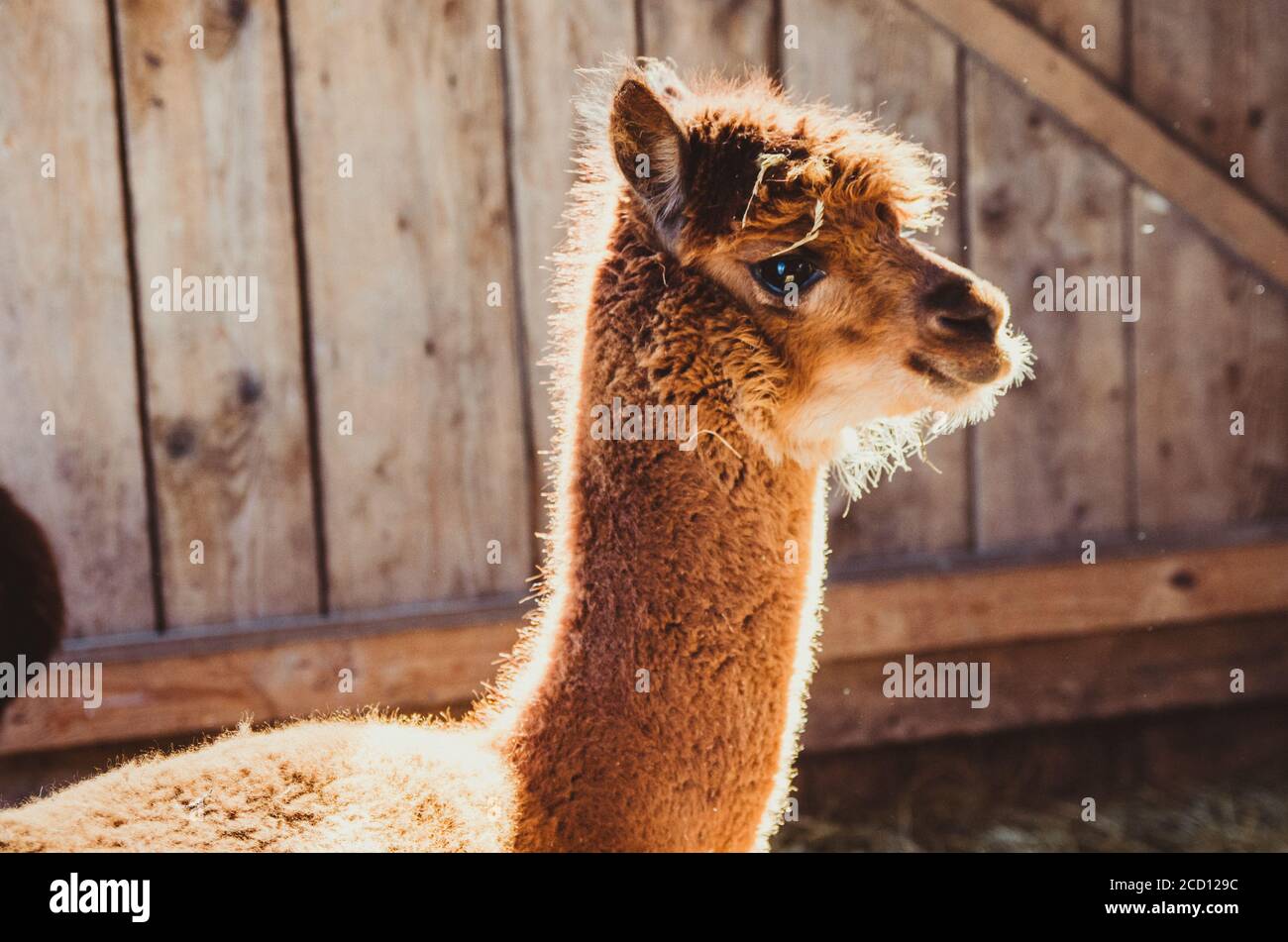Cute alpaca Banque de photographies et d’images à haute résolution - Alamy