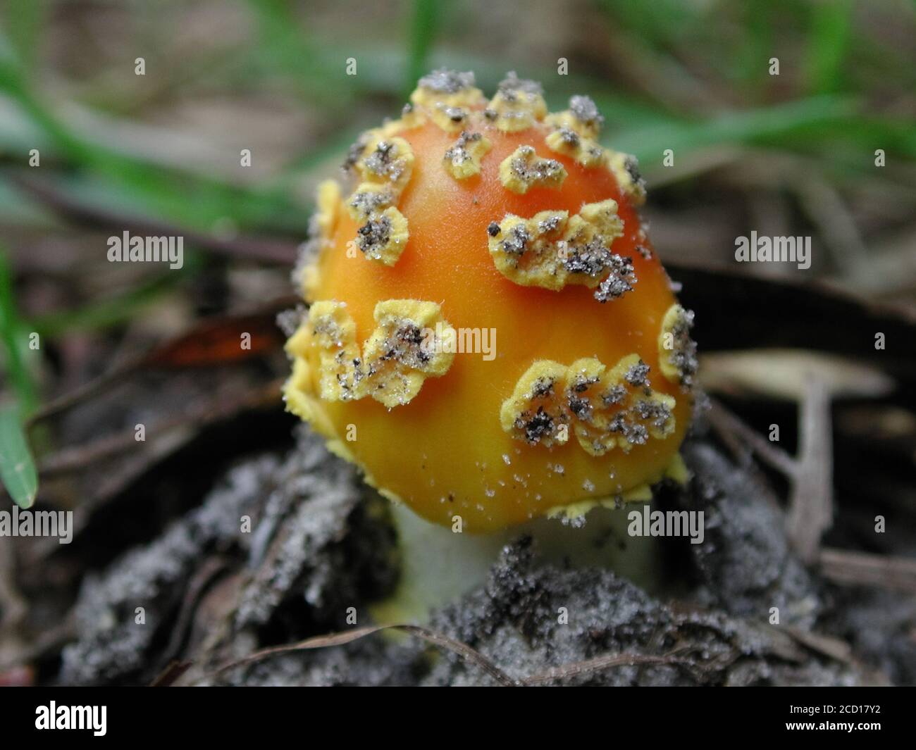 Les champignons sont une forme de champignons que l'on trouve dans des ...