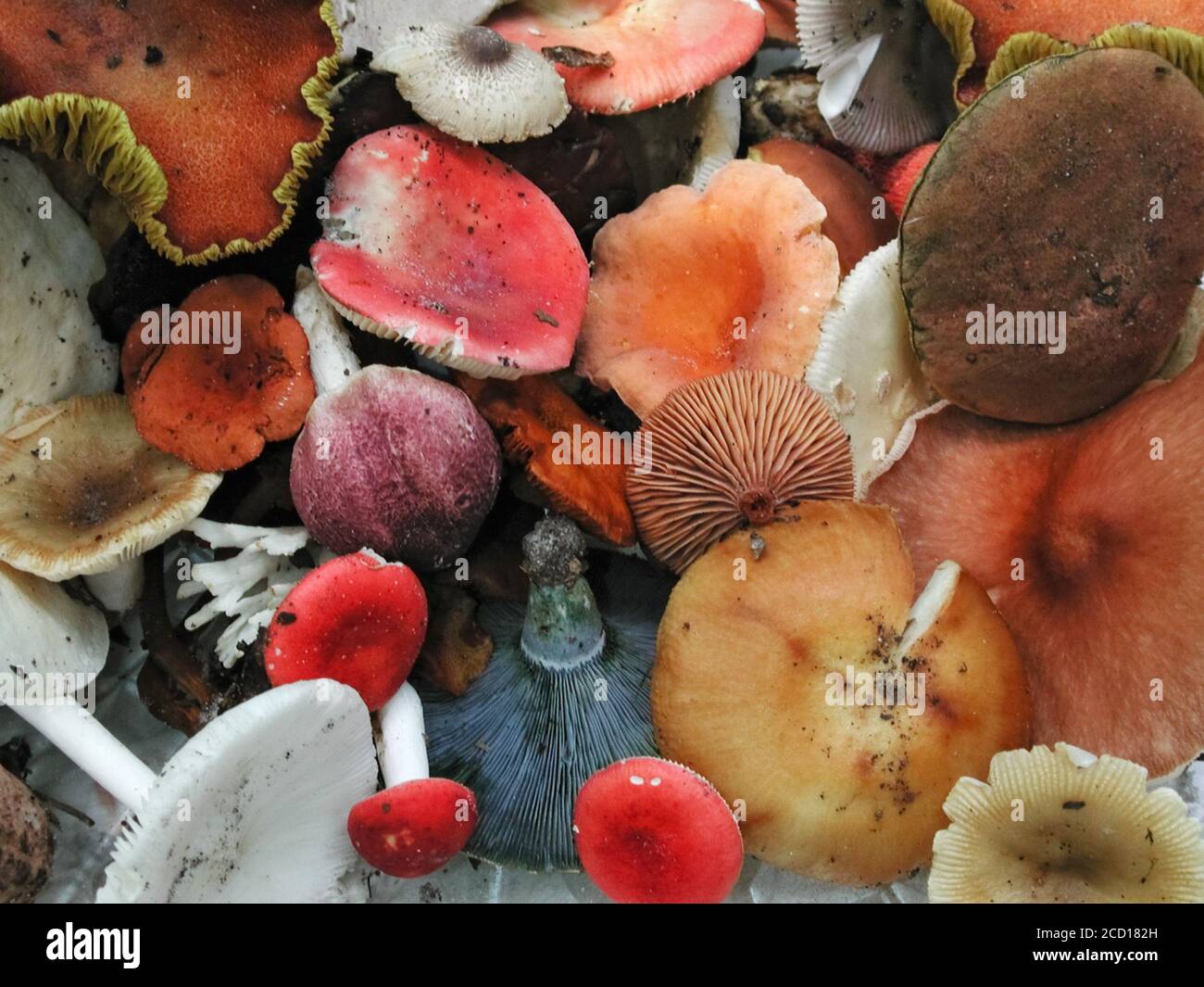 Les champignons sont une forme de champignons que l'on trouve dans des ...