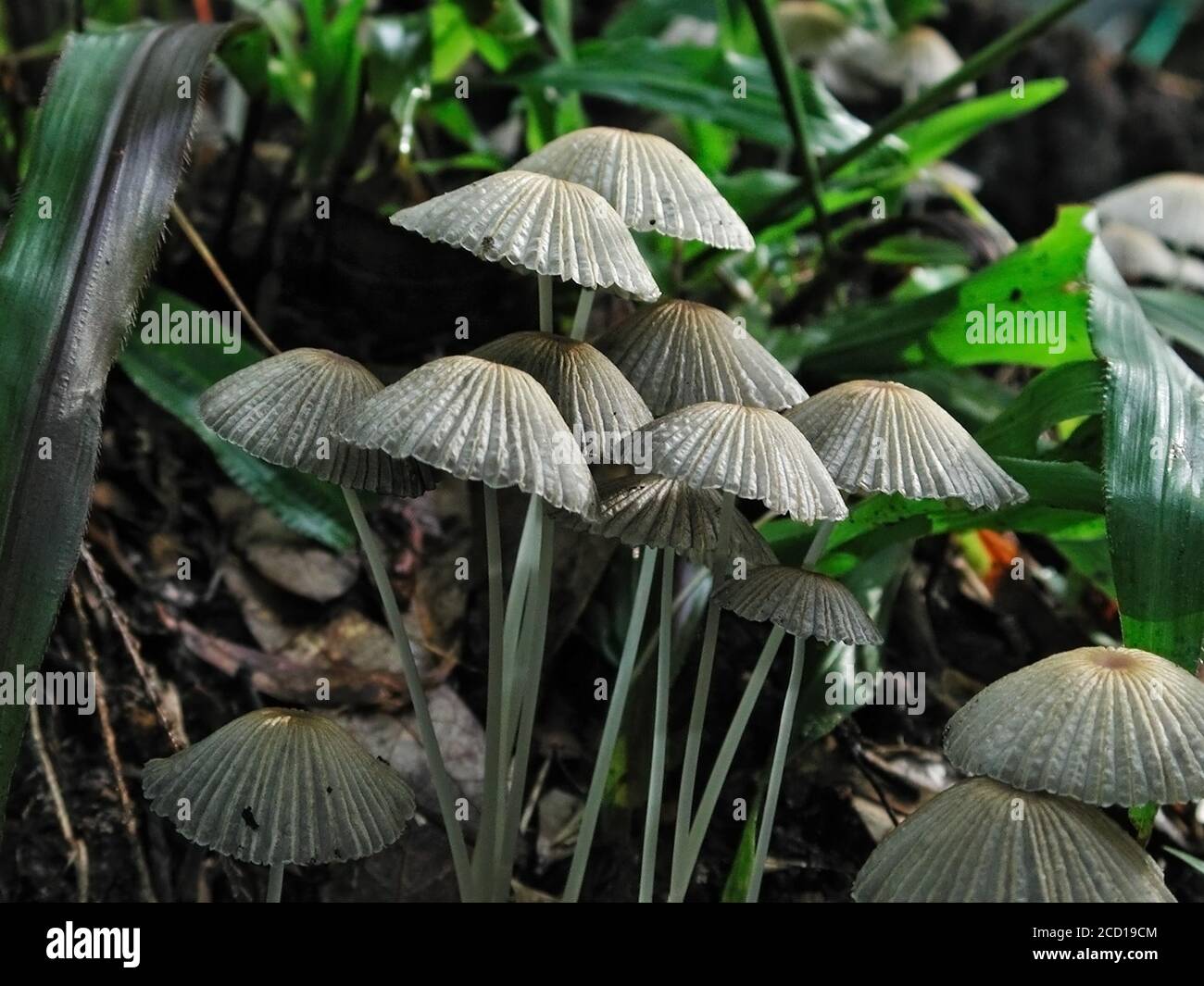 Les champignons sont une forme de champignons que l'on trouve dans des ...