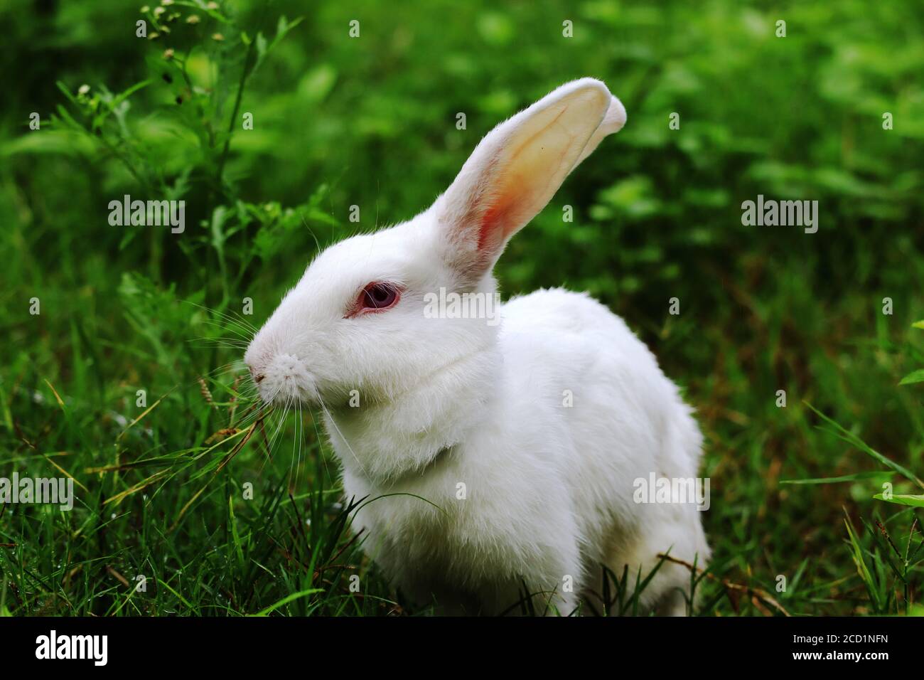 Lapin géant flamand Banque de photographies et d’images à haute ...