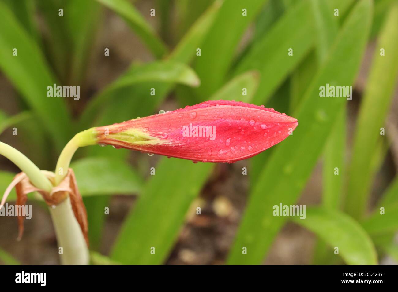 Fleurs tubulaires rouges Banque de photographies et d’images à haute ...