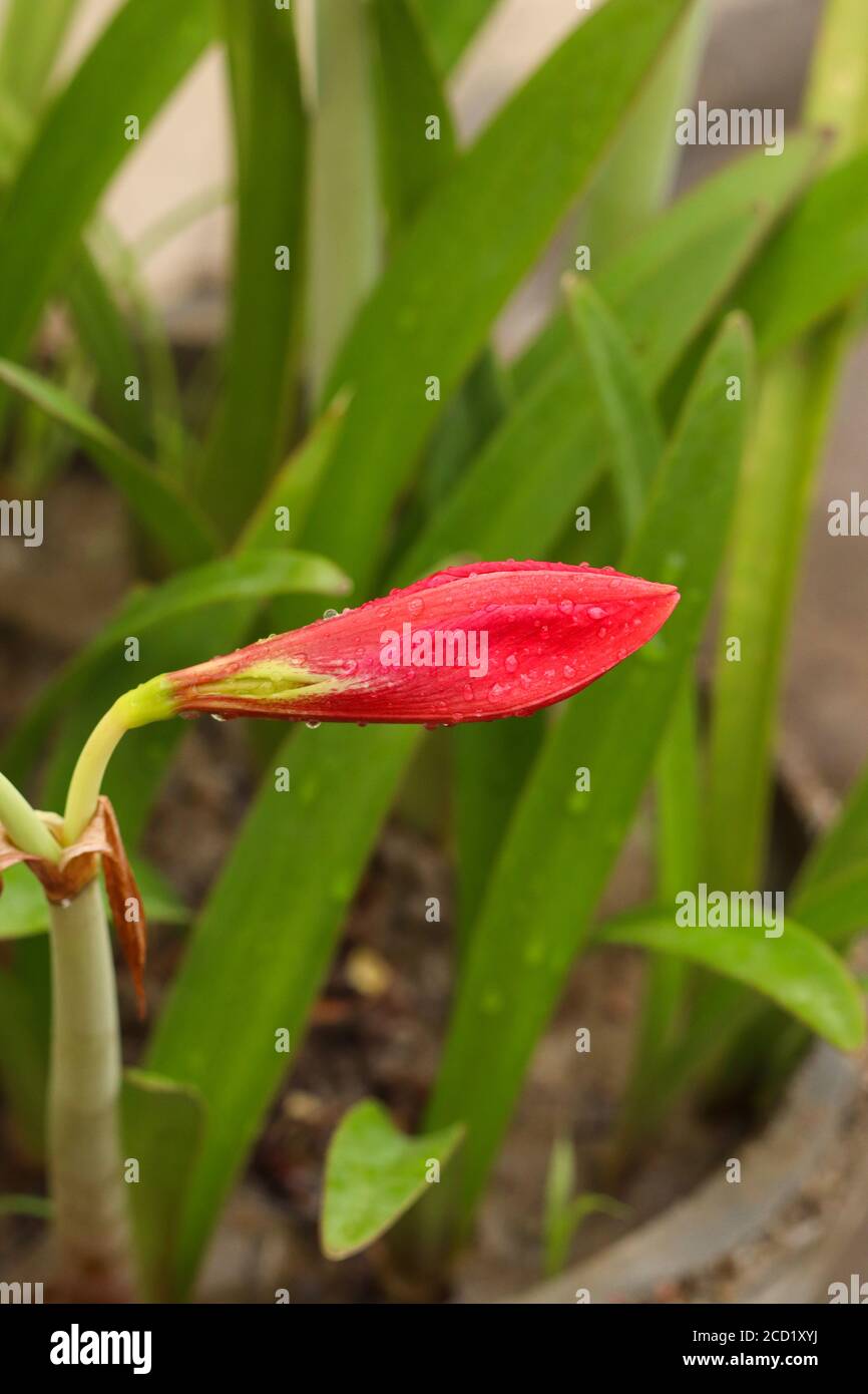 Gouttes d'eau de pluie sur la fleur de Lily rouge Amaryllis qui est ...