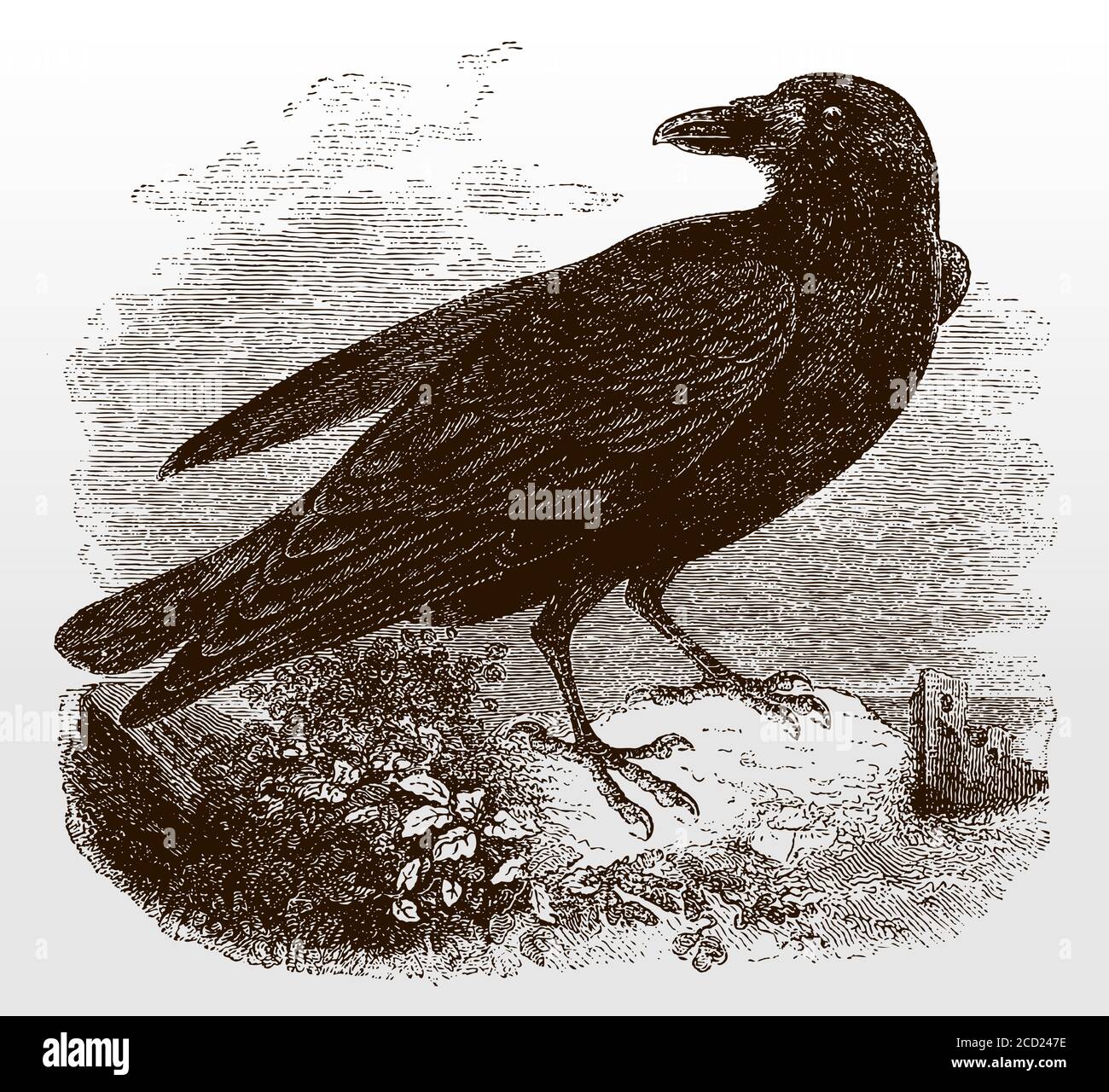 Grand corbeau corvus corax adulte Banque d'images vectorielles - Alamy