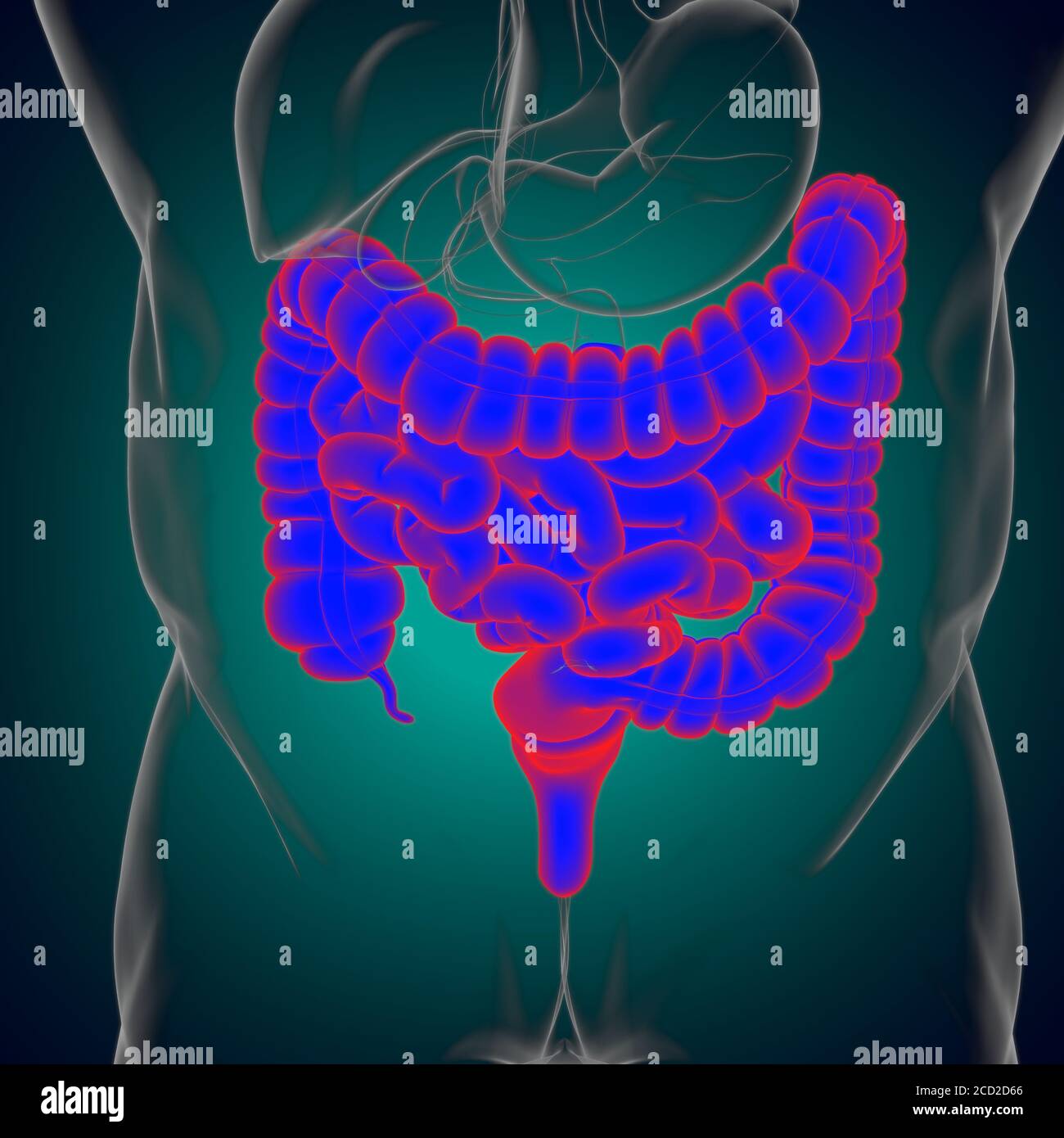 Intestin grêle et gros intestin 3D Illustration système digestif humain ...