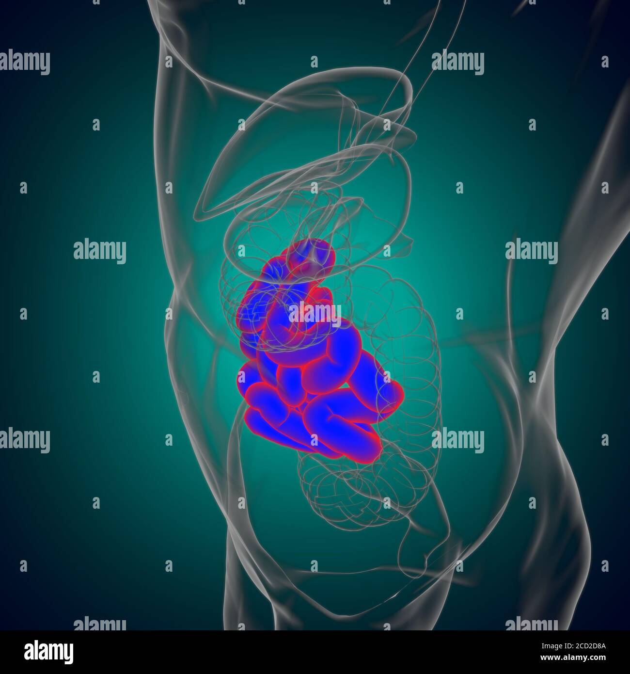 Intestin grêle 3D Illustration système digestif humain Anatomie pour ...