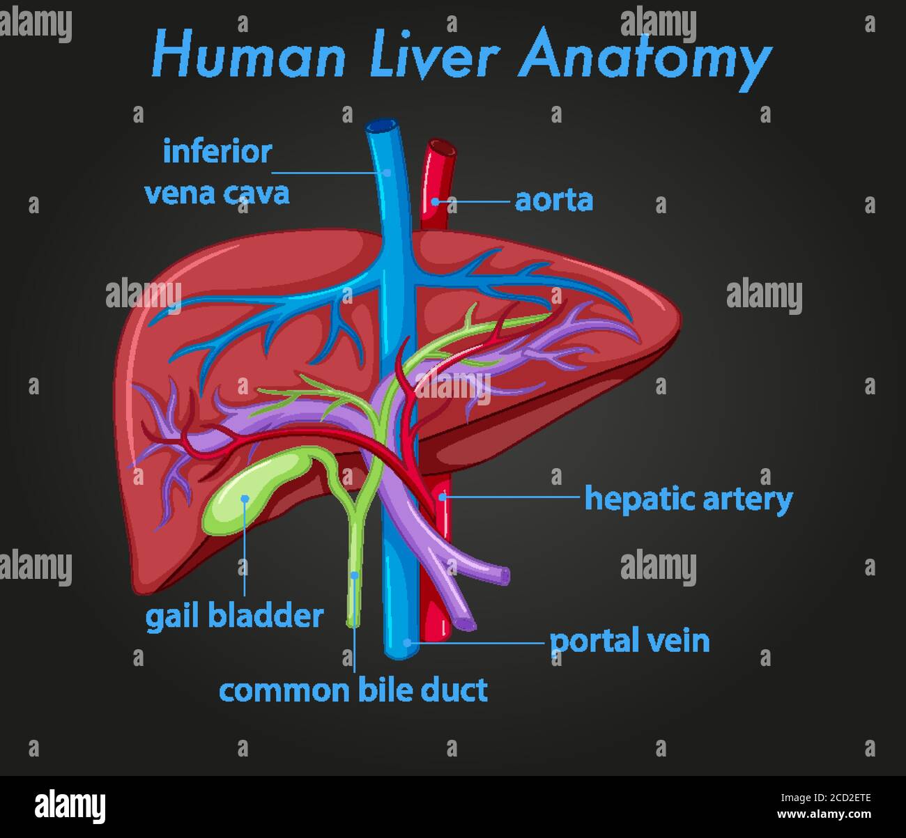 Schéma de l'anatomie du foie humain illustration Image Vectorielle ...