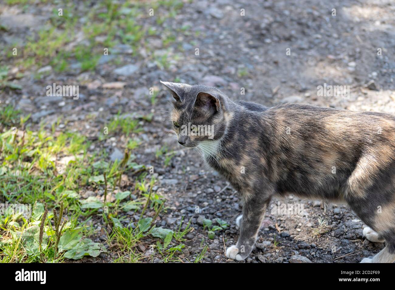 Chat Multicolore Banque d'image et photos - Alamy