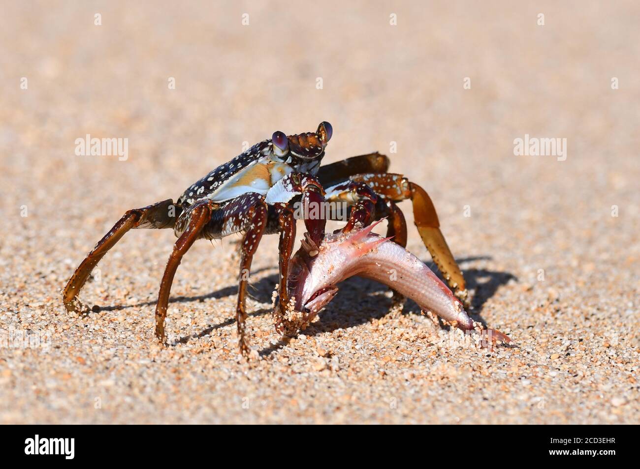 Crab species Banque de photographies et d’images à haute résolution - Alamy