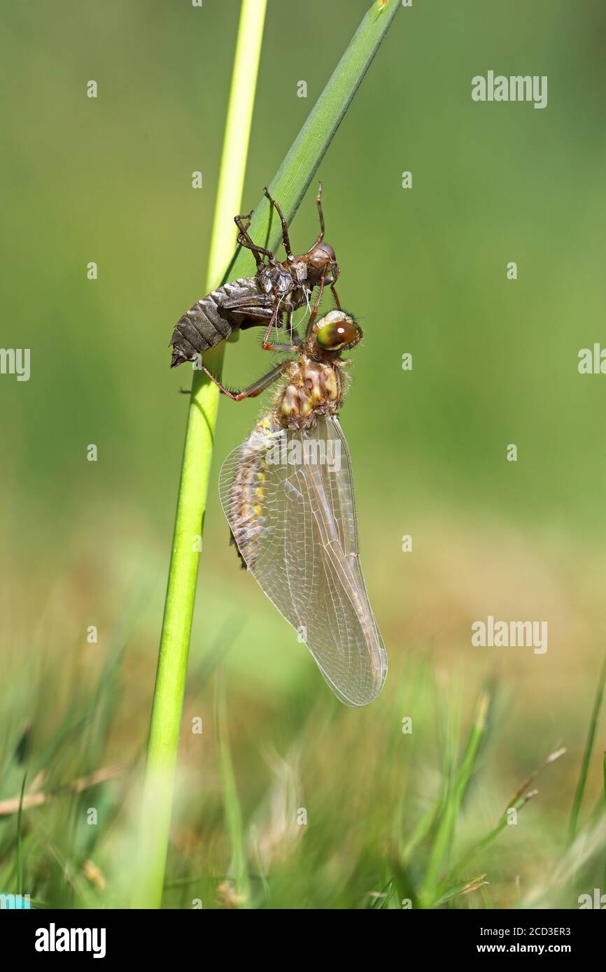 Grand dard à face blanche, blanc à pois jaunes (Leucorrhinia pectoralis ...