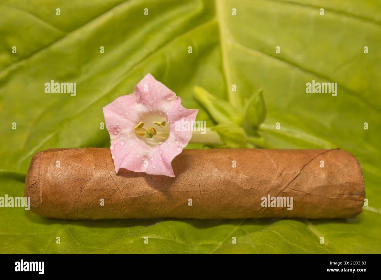 Plant de tabac en fleur Banque de photographies et d’images à haute ...