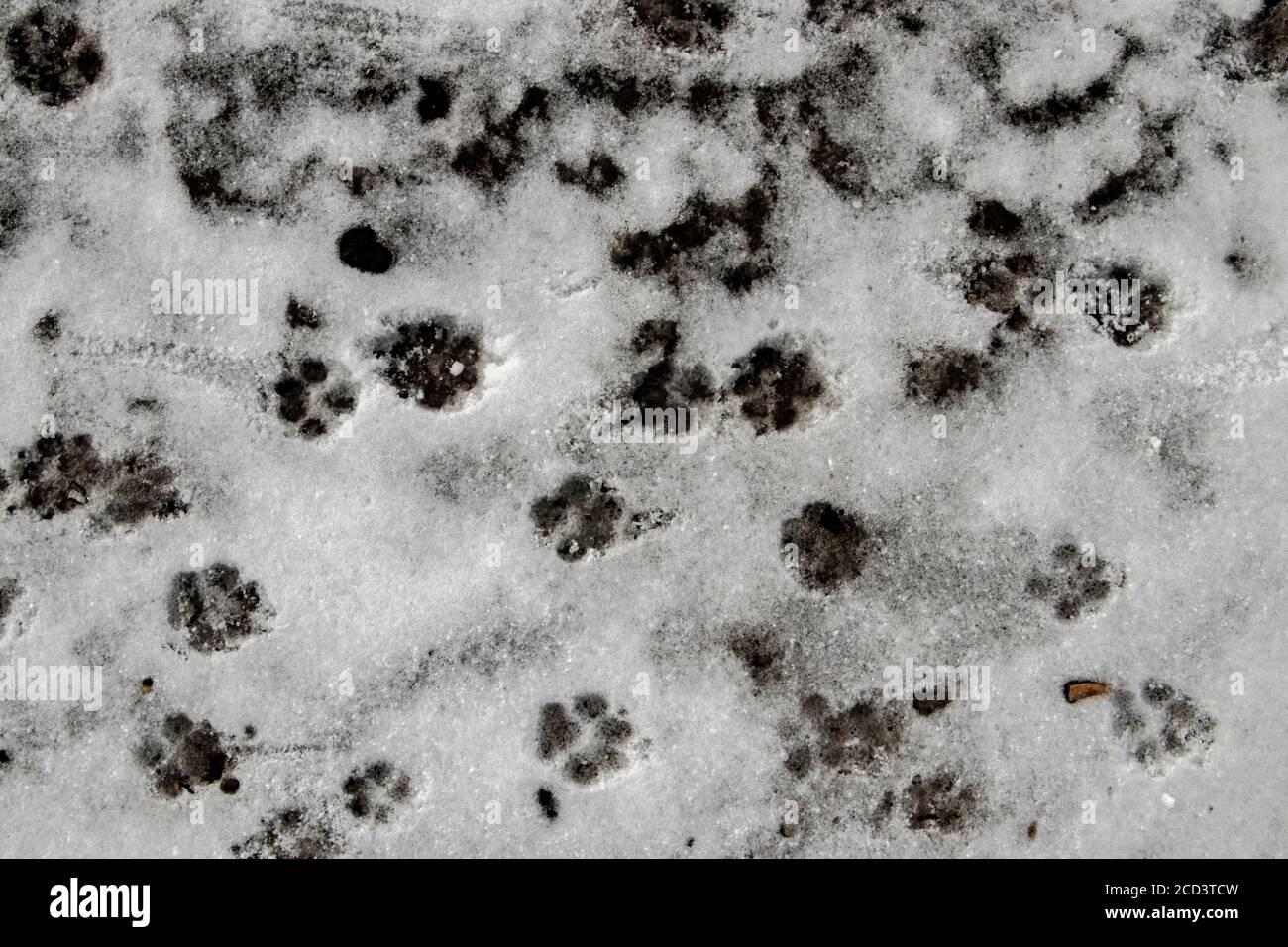 Empreintes De Petits Animaux Banque d'image et photos - Alamy