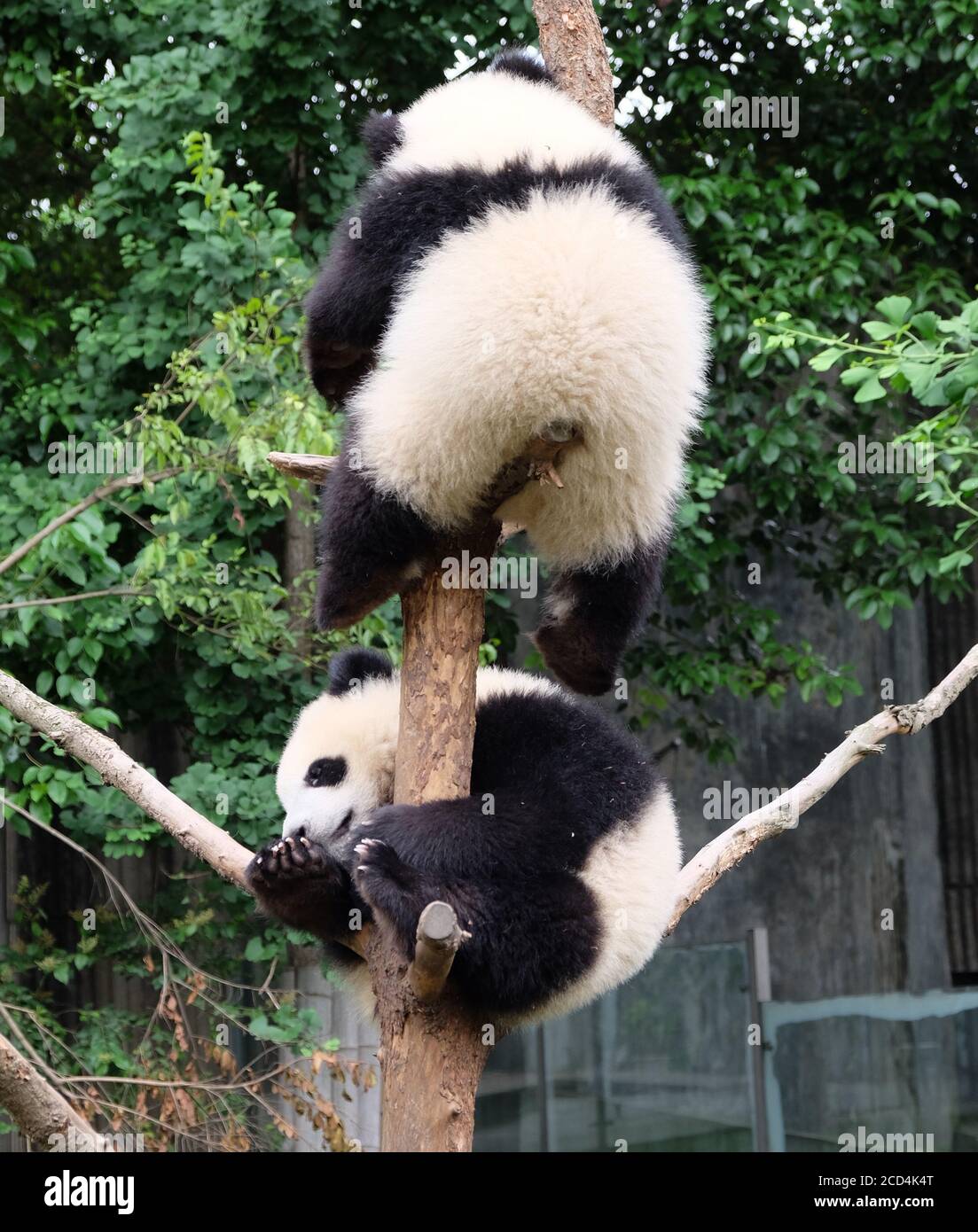 Deux jolis pandas gras accrochés sur le tronc d'arbre dans la base de ...