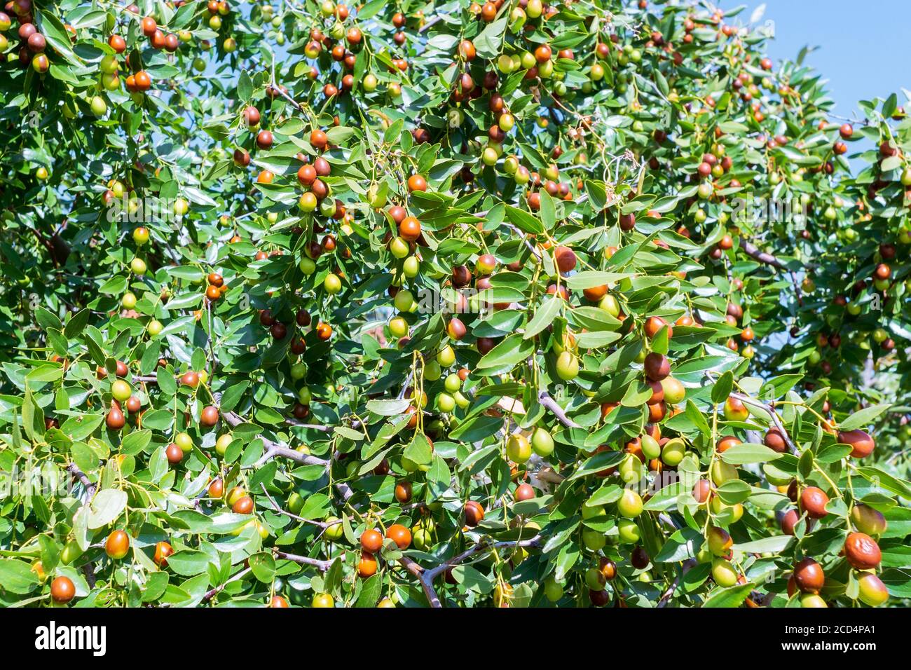 Ziziphus mauritiana Banque de photographies et d’images à haute ...