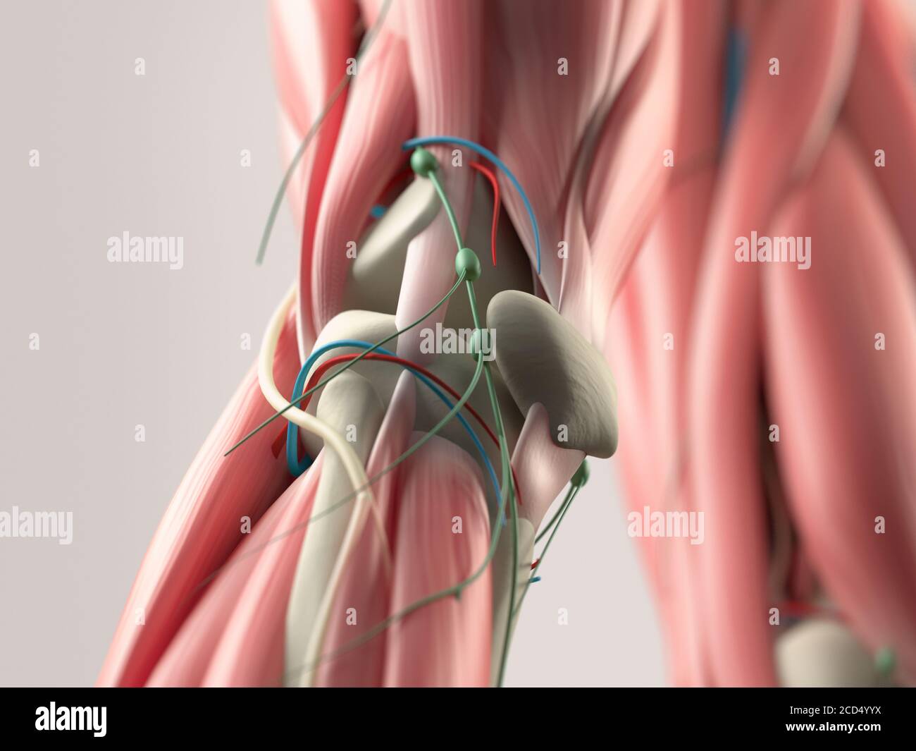 Détails de l'anatomie humaine du genou. Muscle Photo Stock - Alamy
