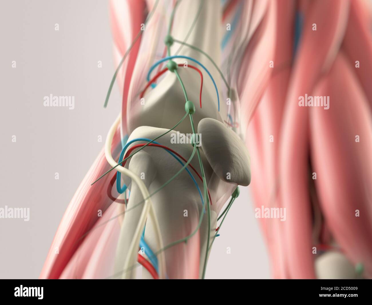 Détails de l'anatomie humaine du genou. Muscle Photo Stock - Alamy