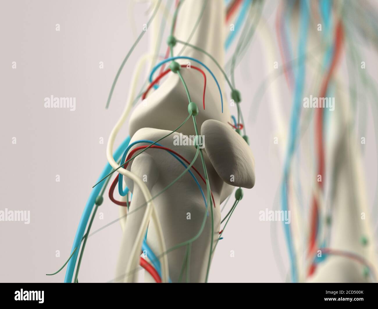 Détails de l'anatomie humaine du genou. Muscle Photo Stock - Alamy