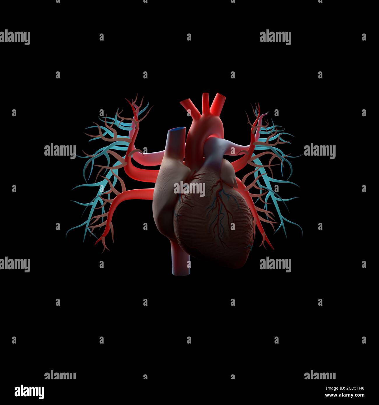 Anatomie Du Coeur Humain Banque d'image et photos - Alamy