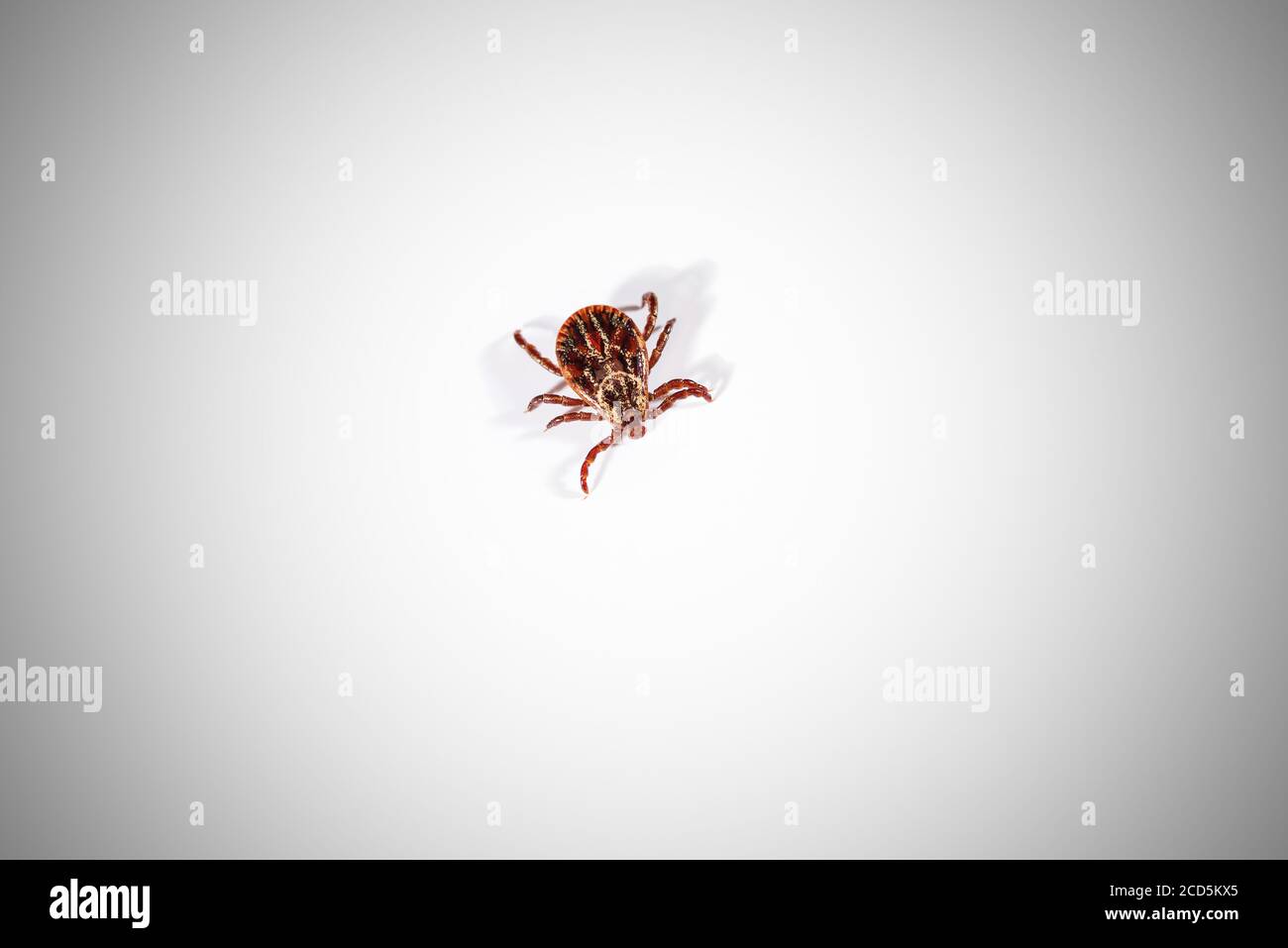 La tique Banque de photographies et d’images à haute résolution - Alamy