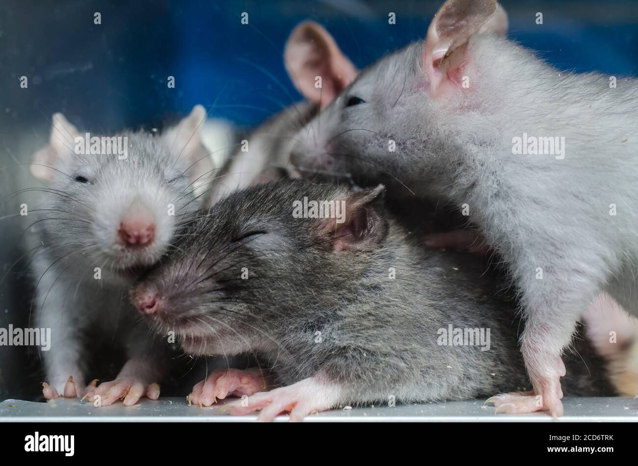 Rat de laboratoire Banque de photographies et d’images à haute ...