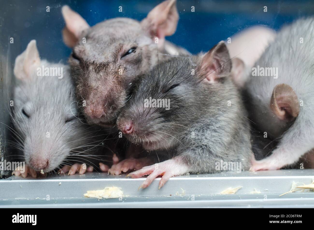 Rat de laboratoire Banque de photographies et d’images à haute ...