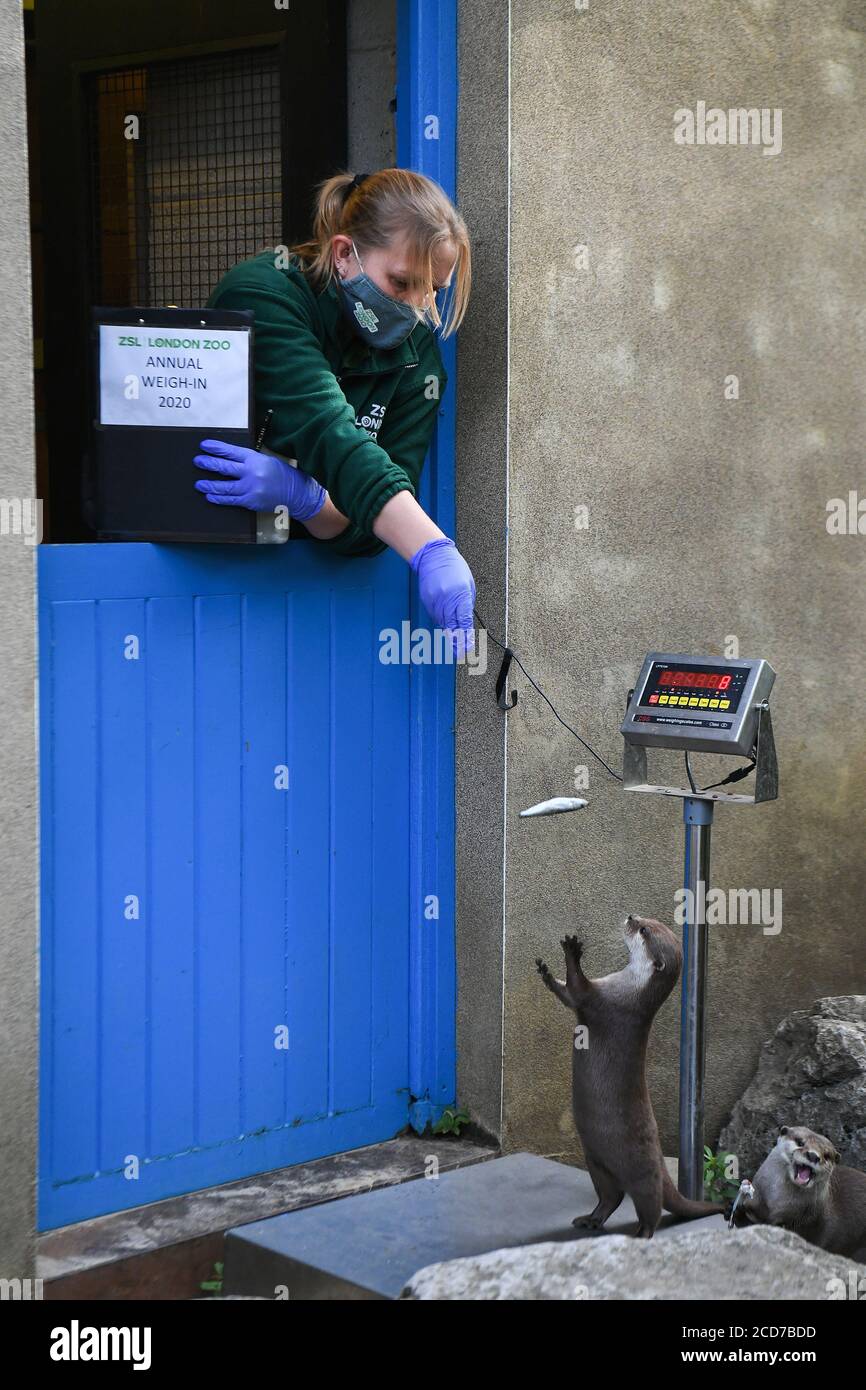 Le gardien Kate Clark pèse une loutre lors de la pesée annuelle au ZSL ...