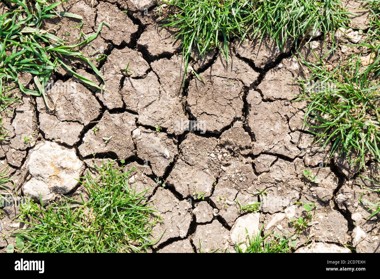 Patchs secs pour pelouse Banque de photographies et d’images à haute ...