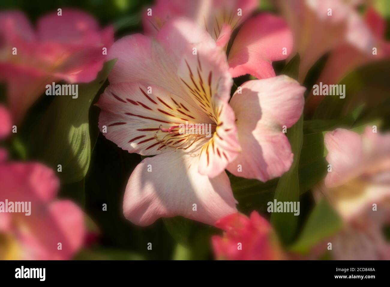 Alstroemeria inticancha sunshine Banque de photographies et d’images à ...