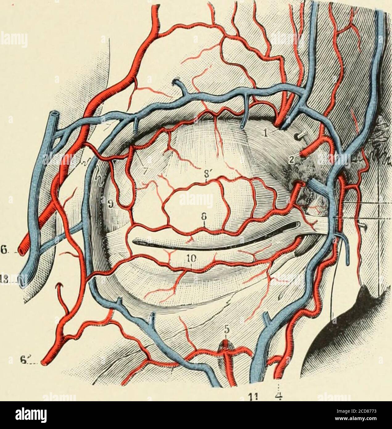 Conjunctival sac Banque de photographies et d’images à haute résolution ...