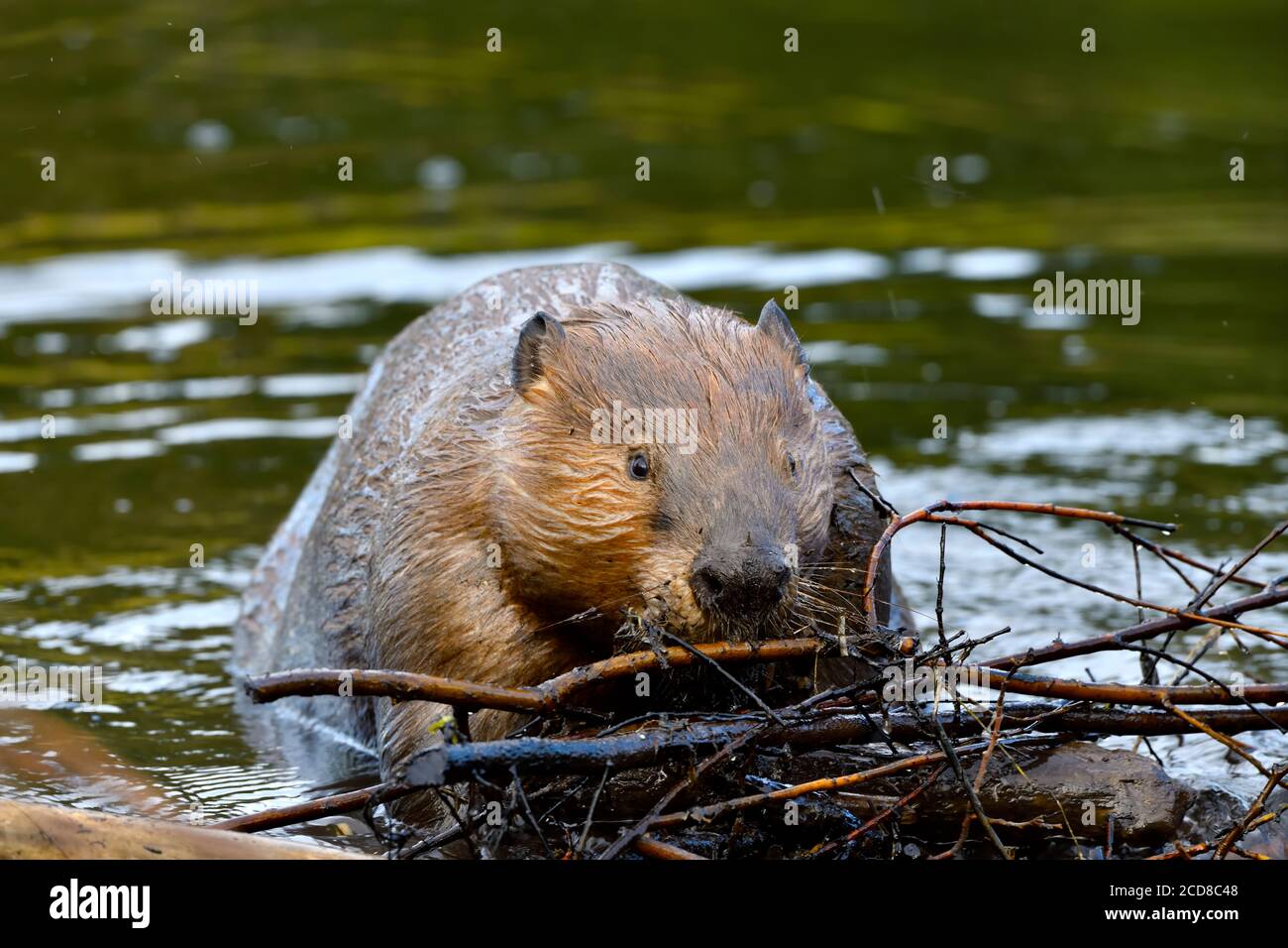 Travailler sur le barrage de castor Banque de photographies et d’images ...