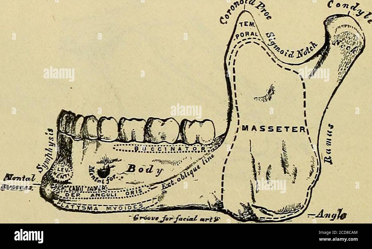 . Manuel de l'anatomie; étant un compactage complet de l'anatomie, y ...
