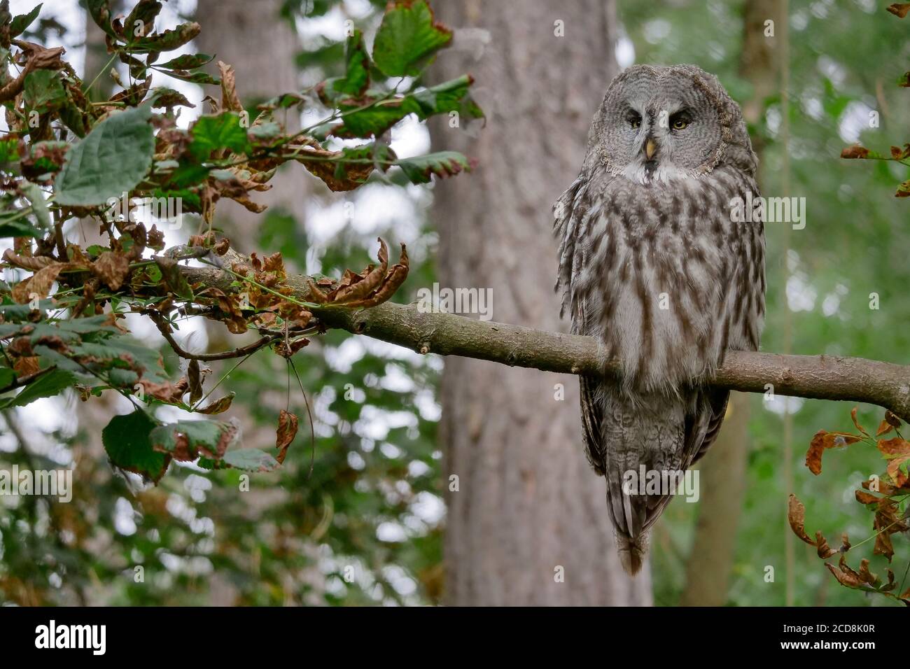 Grand hibou gris perché sur une branche de la forêt Photo Stock - Alamy