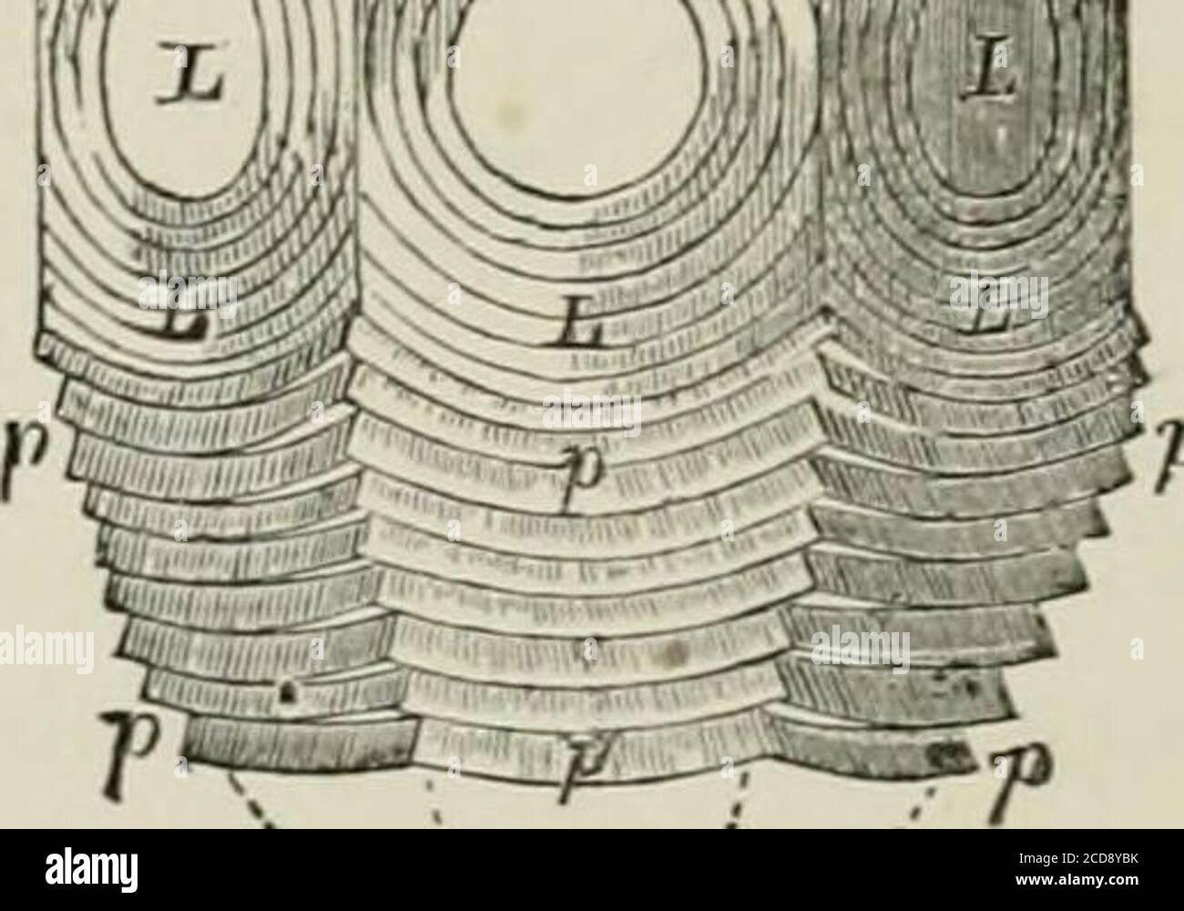 Cage tournante Banque de photographies et d’images à haute résolution ...