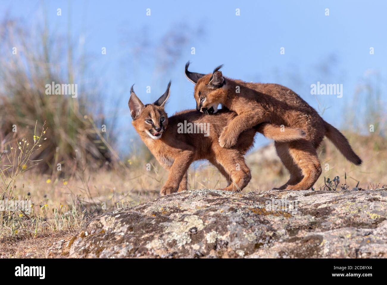 Deux jeunes animaux sur des rochers Banque de photographies et d’images à haute résolution - Alamy