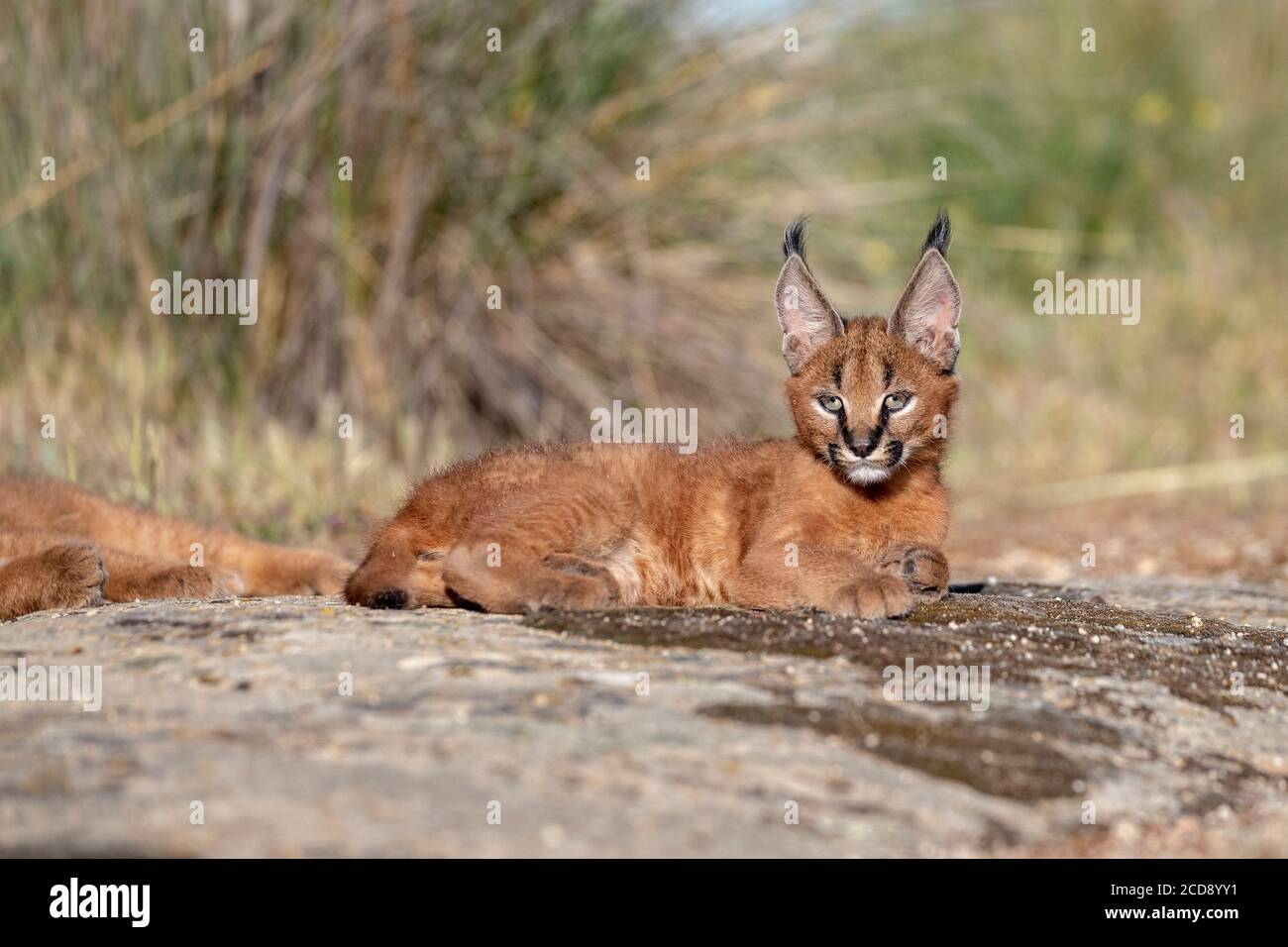 Caracal (Caracal caracal) , se trouve en Afrique et en Asie, jeunes animaux âgés de 9 semaines ...