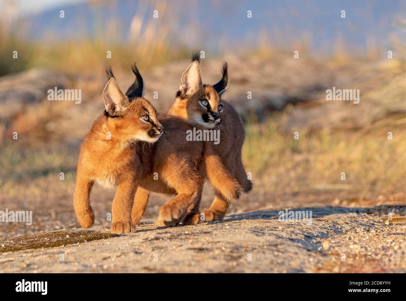 Jeunes animaux Banque de photographies et d’images à haute résolution - Alamy