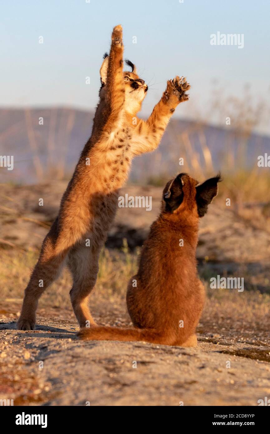 Deux jeunes animaux sur des rochers Banque de photographies et d’images à haute résolution - Alamy