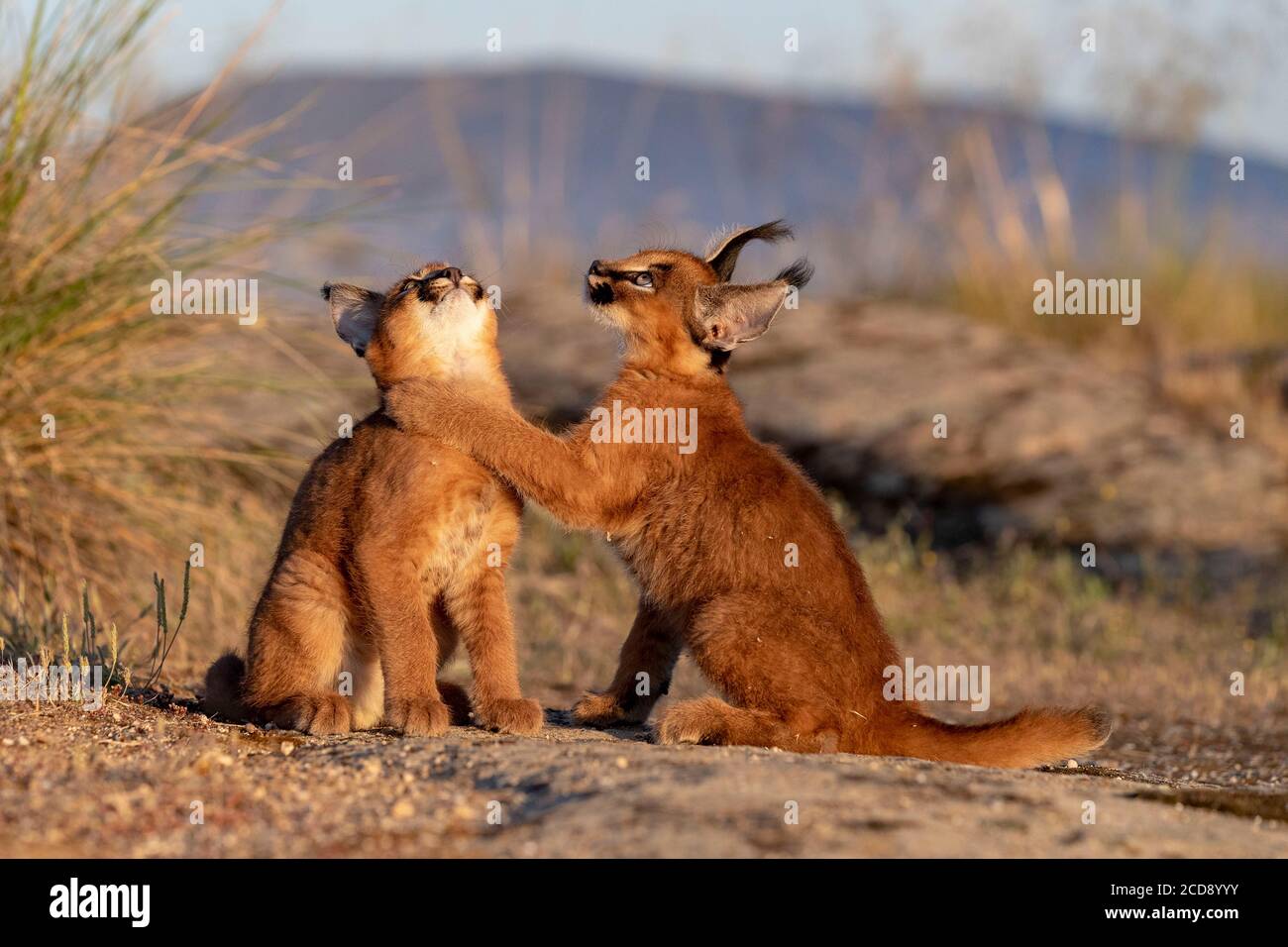 Caracal (Caracal caracal) , se trouve en Afrique et en Asie, jeunes animaux âgés de 9 semaines ...