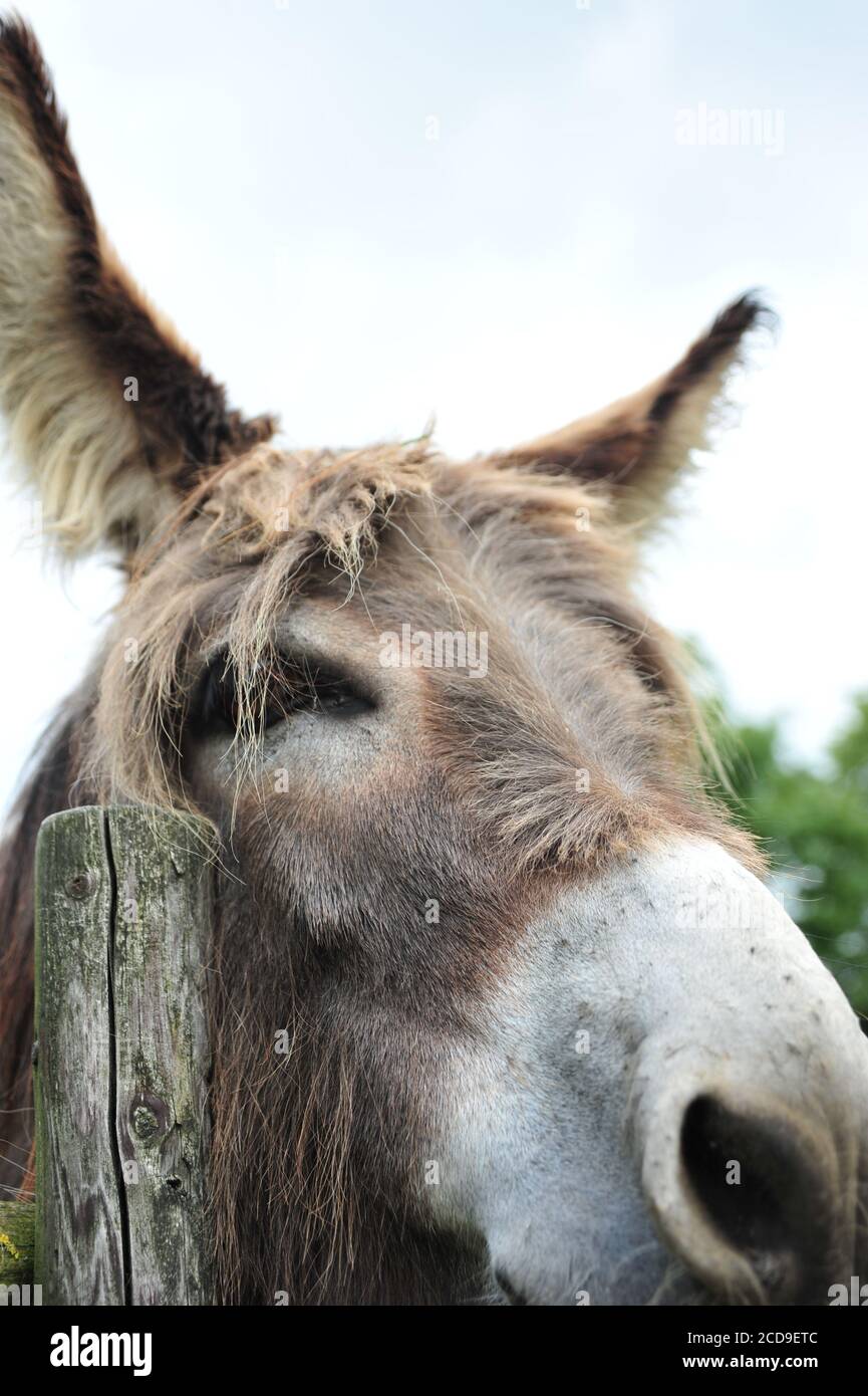 âne comique Banque de photographies et d’images à haute résolution - Alamy