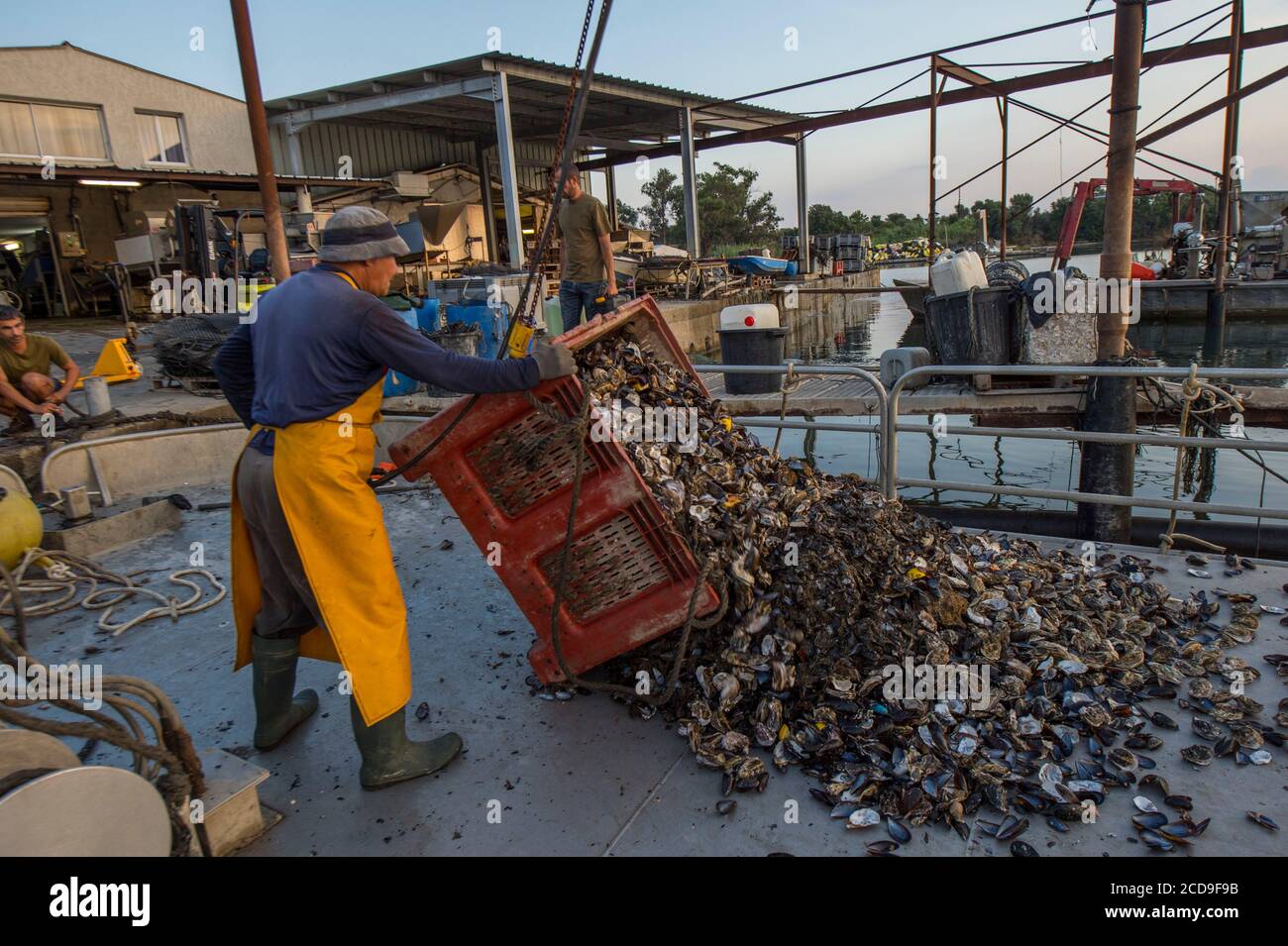 Oyster farming oyster barge Banque de photographies et d’images à haute ...