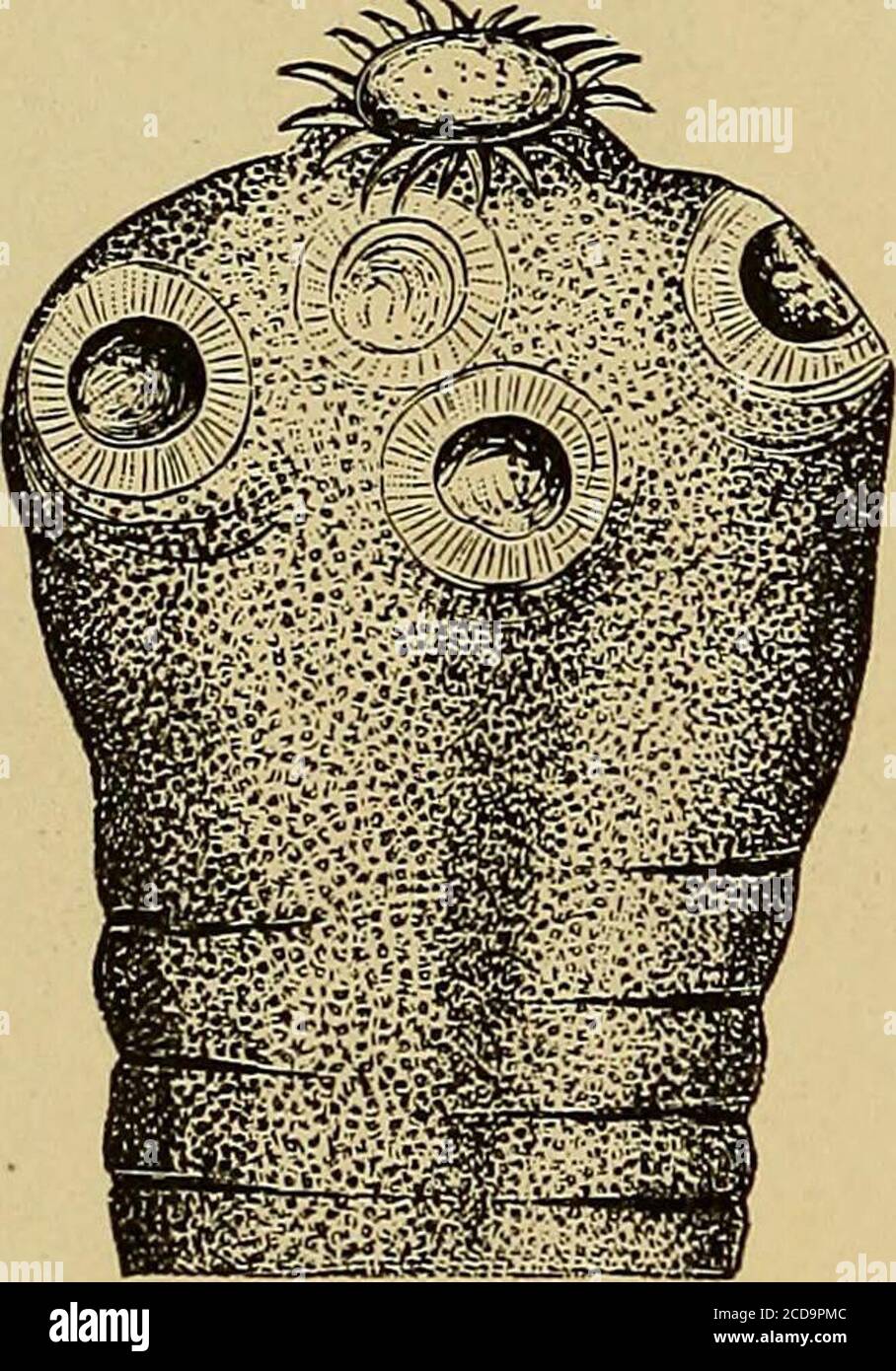 . Diagnostic physique . ectoplasme actif qui peut également se badiger ...