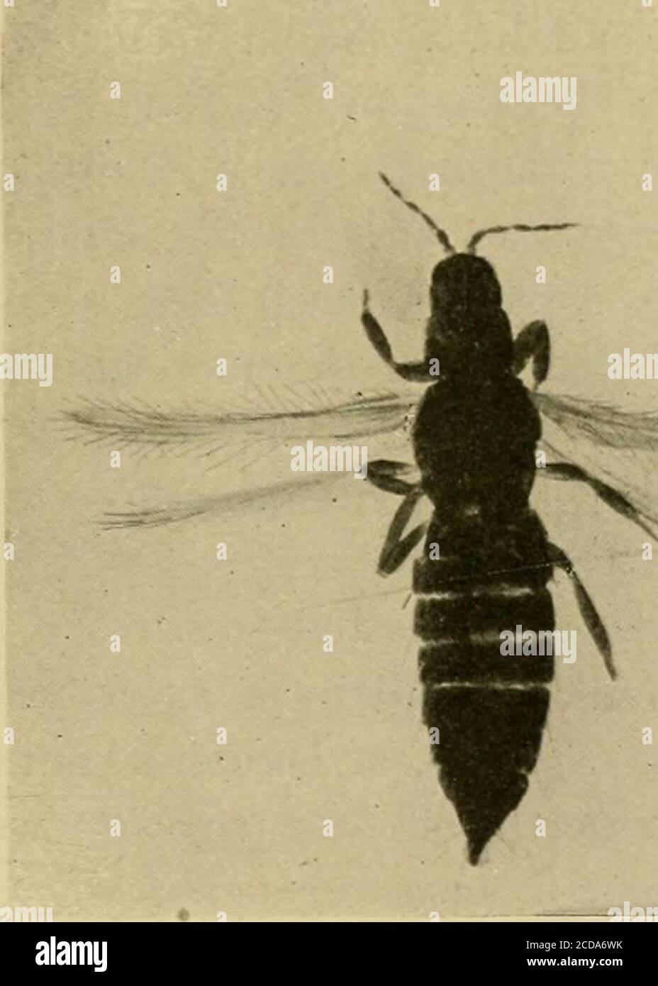 Thrips tabaci Banque de photographies et d’images à haute résolution ...