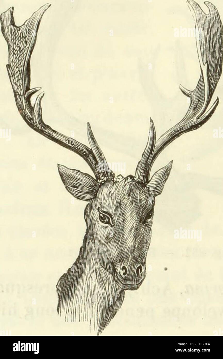 Cerf commun Banque de photographies et d’images à haute résolution - Alamy