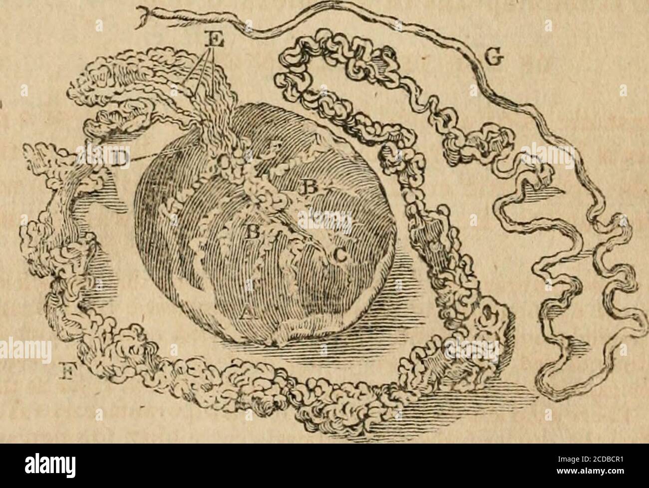 . L'anatomie et la physiologie du corps humain. Contenant l'anatomie ...