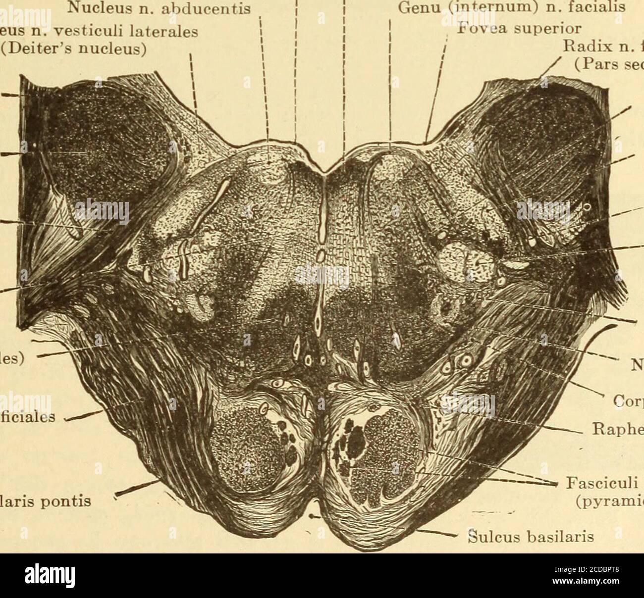 . Maladies du système nerveux . Fissura mediana anteriorFig. 94.—coupe ...
