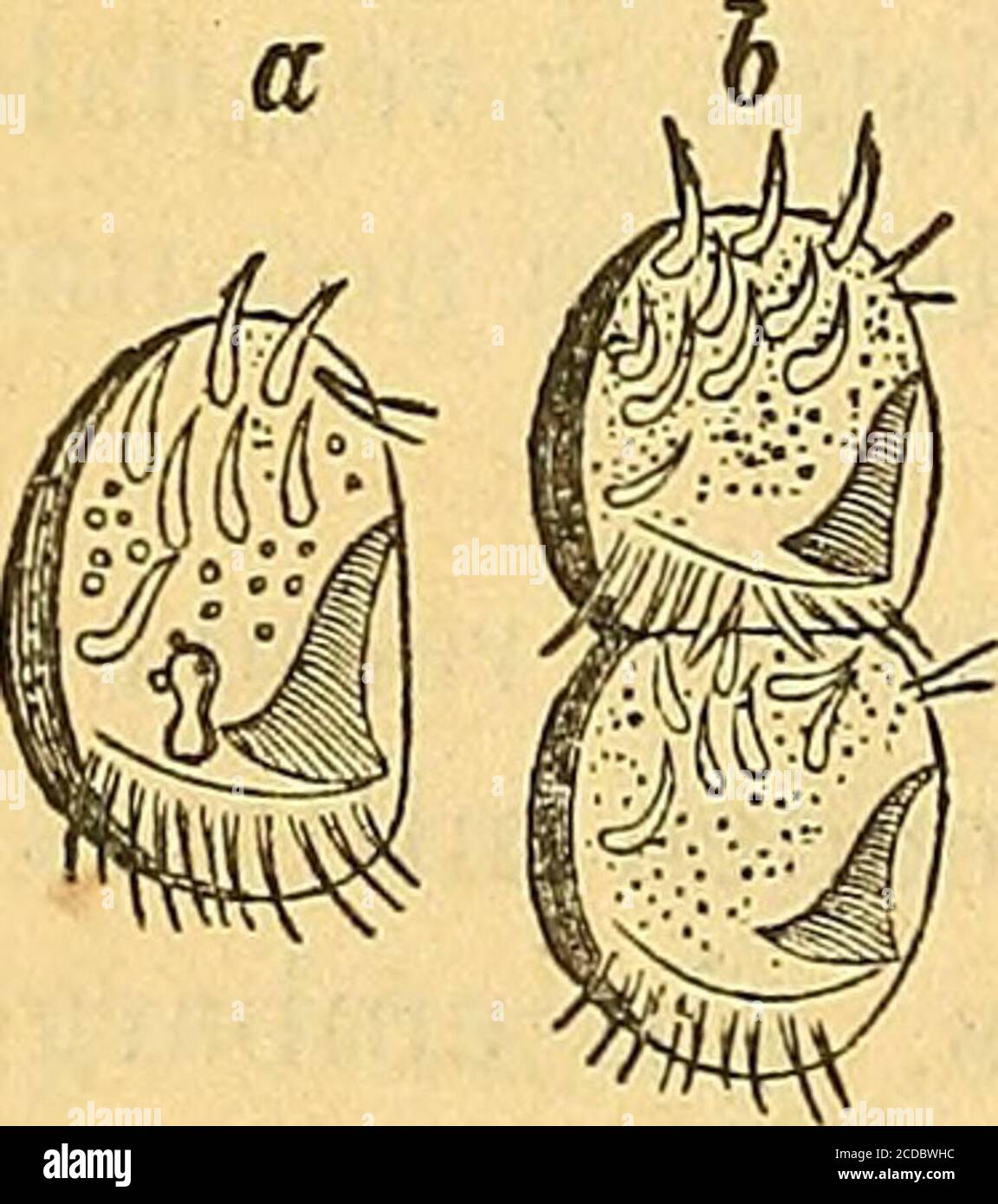 . Anales de la Sociedad Científica Argentine . Infusorio vorticélido al ...